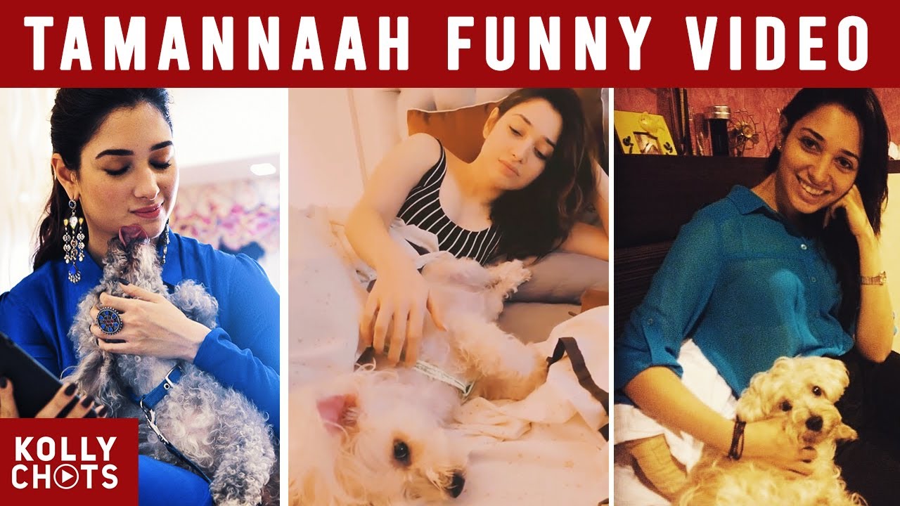 #Shorts Tamannaah Bhatia Playing with her Dog Ginger | Yorkshire ...