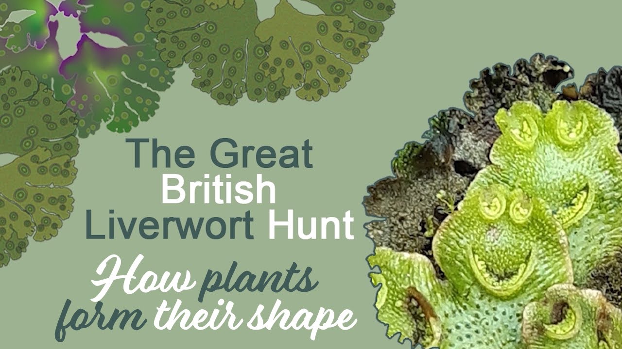 Liverwort Life Cycle