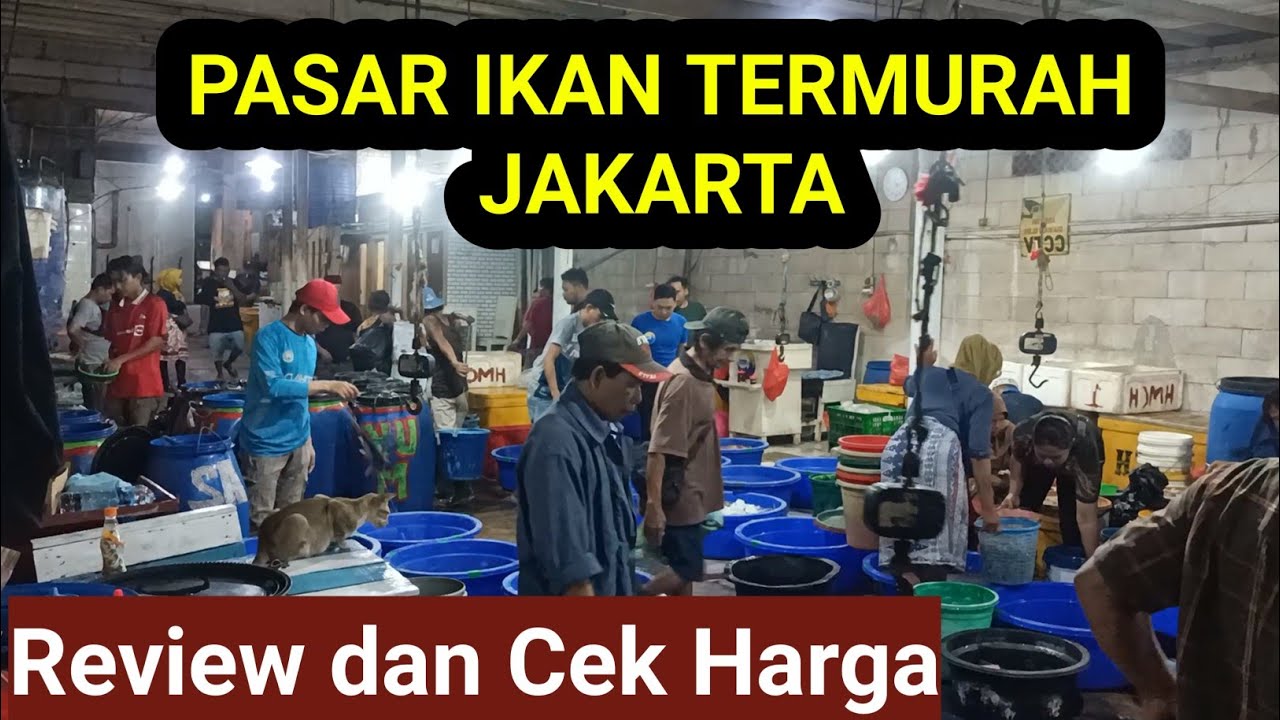 TERMURAH Pelelangan Ikan Kalibaru Cilincing - Pesaing Pasar Ikan Muara ...