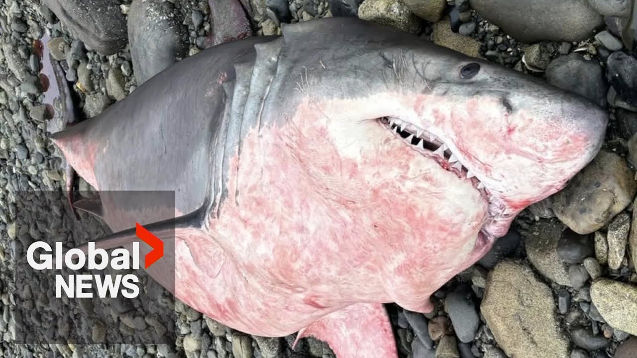Rare great white shark washes up dead on BC beach - YouTube
