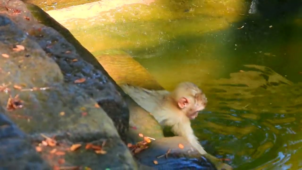 Big Problems when Biggest Brother monkey Jealous with young one that ...