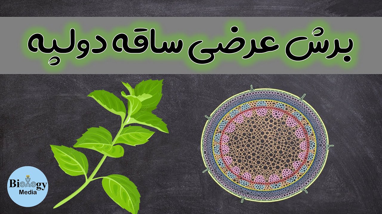 سلولی ها گیاهی زیر میکروسکوپ رنگ آمیزی و مشاهده برش عرضی ساقه نعناع