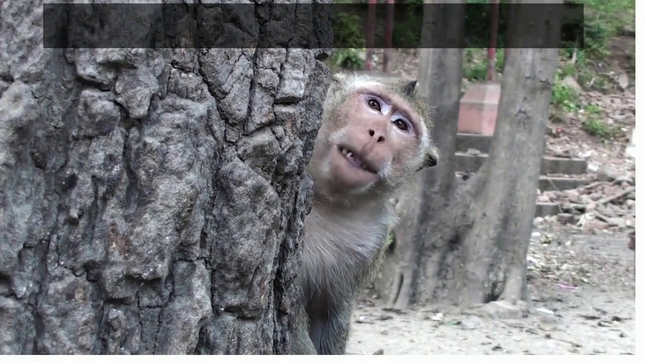 Don't let Evolution Make A Monkey Out Of You - YouTube