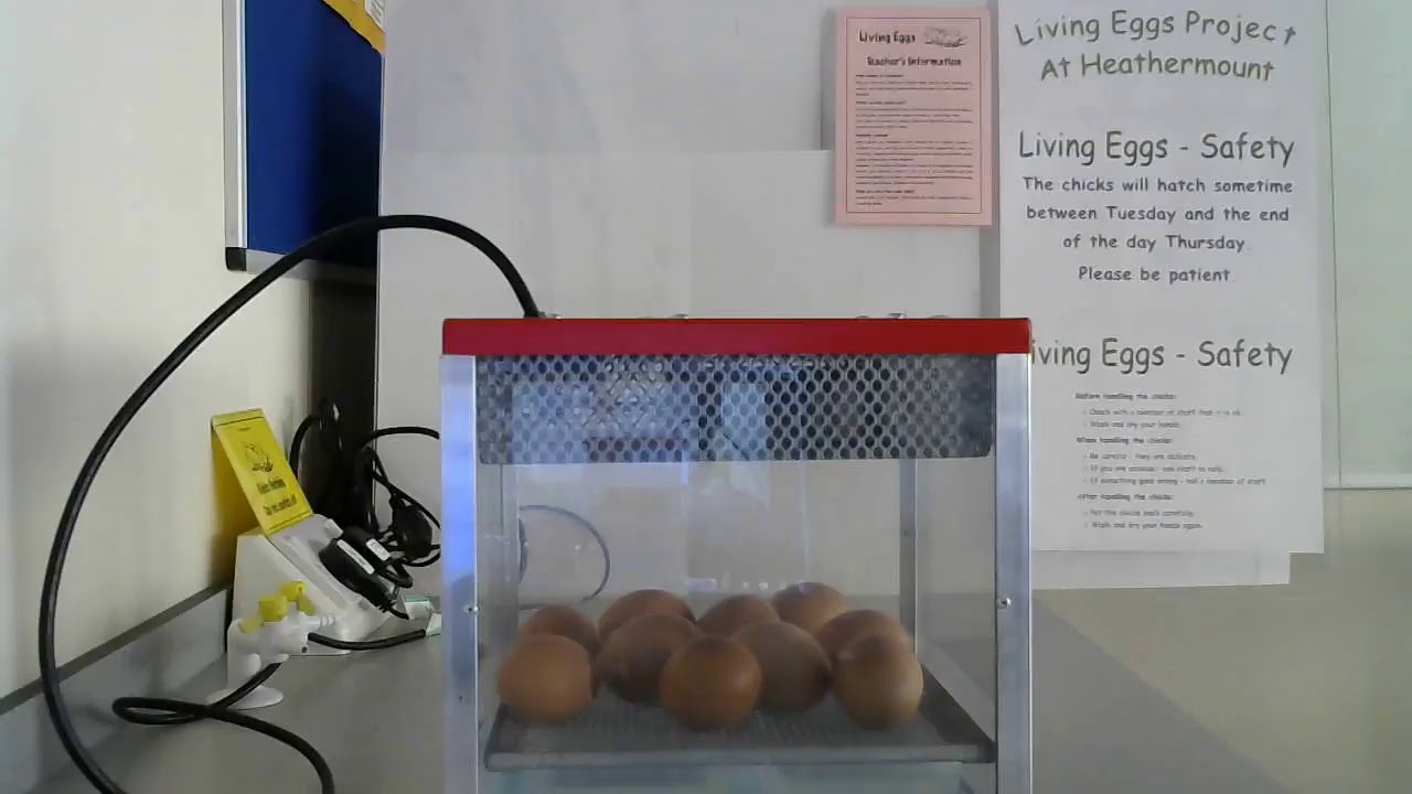 Heathermount School Live Stream - YouTube