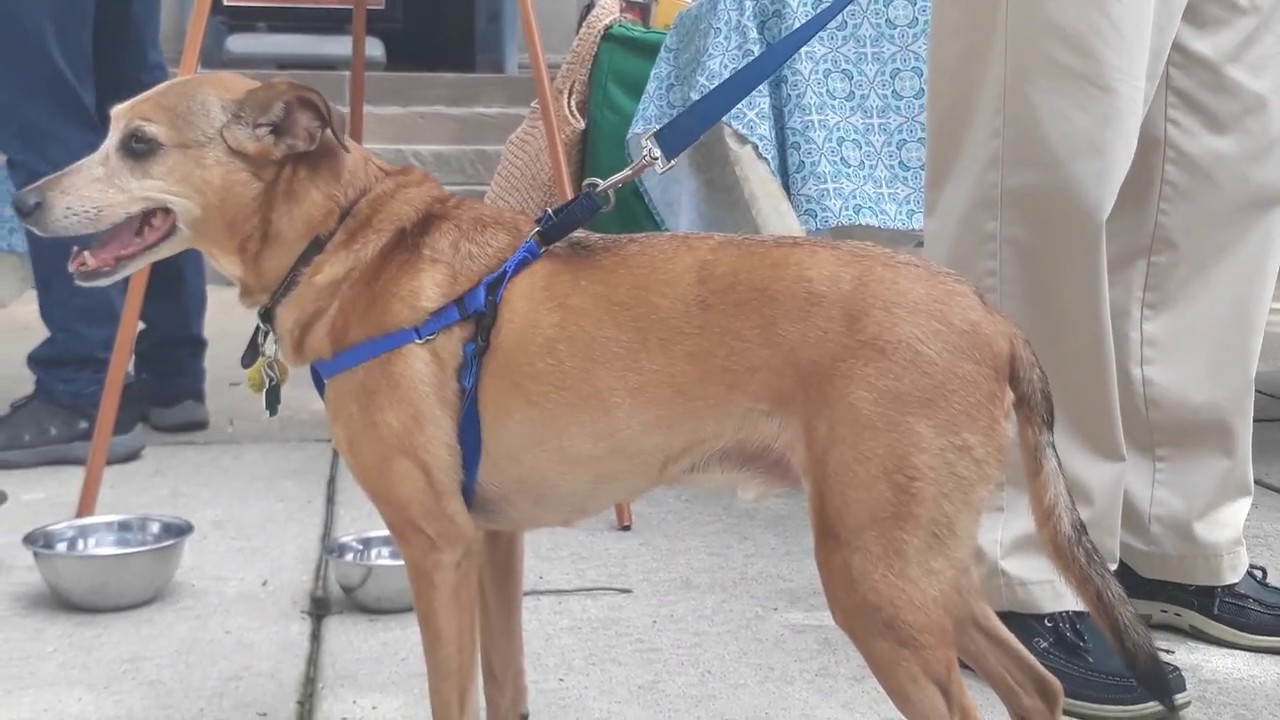 BOINGLE or Beagle and Pointer Mix WAGGING Tail!!! - YouTube