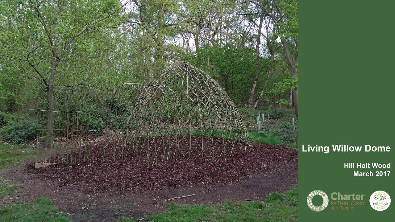 GROWING UP GREEN: Living Willow Dome Construction - YouTube