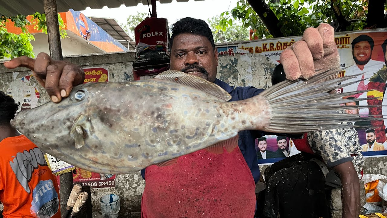 LATHER JACKET FISH CUTTING IN KASIMADU - YouTube