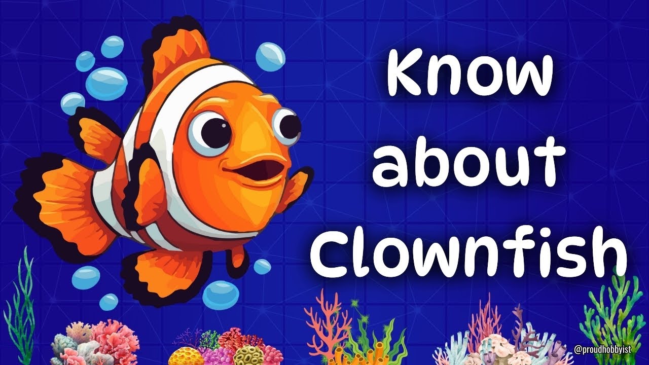 20 Mind-Blowing Facts About Clownfish | Proud Hobbyist - YouTube