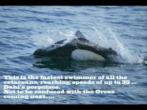 Orca Superpod - YouTube