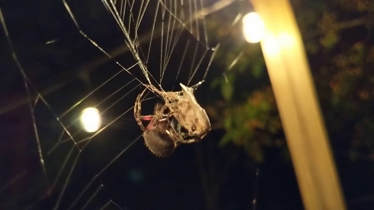Orb Weaver spider vs moth 2 - YouTube