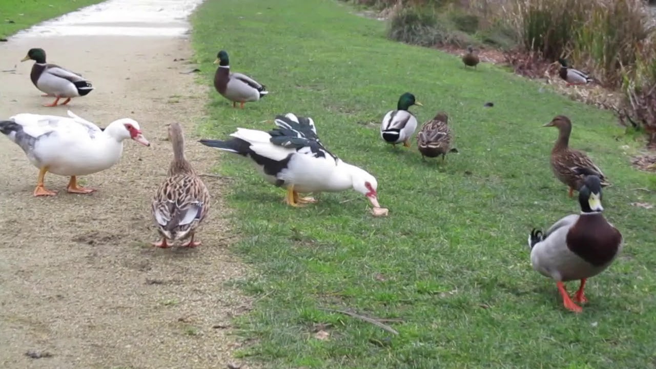 les canards cherche la cane - YouTube