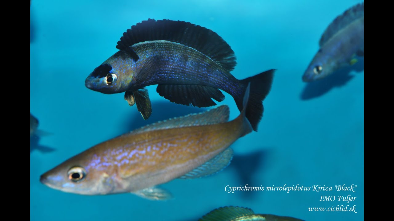Cyprichromis microlepidotus Kiriza "Black" - YouTube