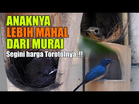 PROSPEK CERAH TERNAK BURUNG TLEDEKAN + INFORMASI UPDATE HARGA ANAKANYA, NGALAHIN TERNAK MURAI