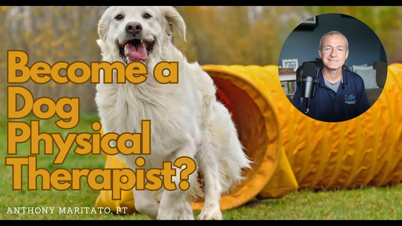 How to Become a Dog Physical Therapist - YouTube