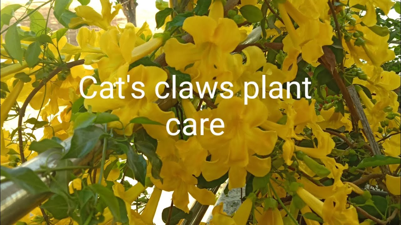Cat's Claws Plant Care |How To Take Care Of A Cat's Claws Plant |Cat's ...