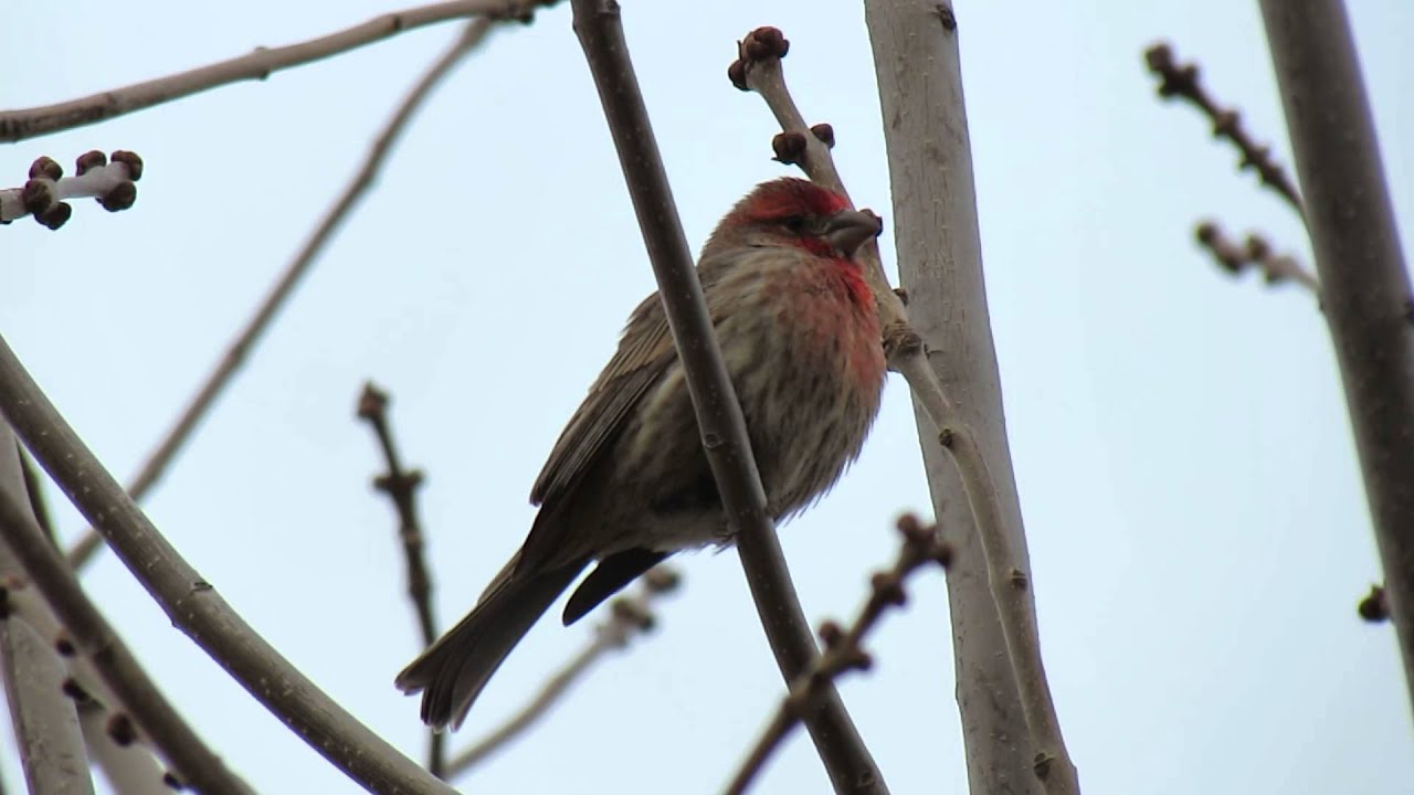 male House Finch singing / call Lakeridge, Regina SK Canada May 5, 2014 ...