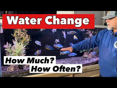 Tips for the BEST WATER CHANGE Routine! *** ”It’s Truly a Fluid ...