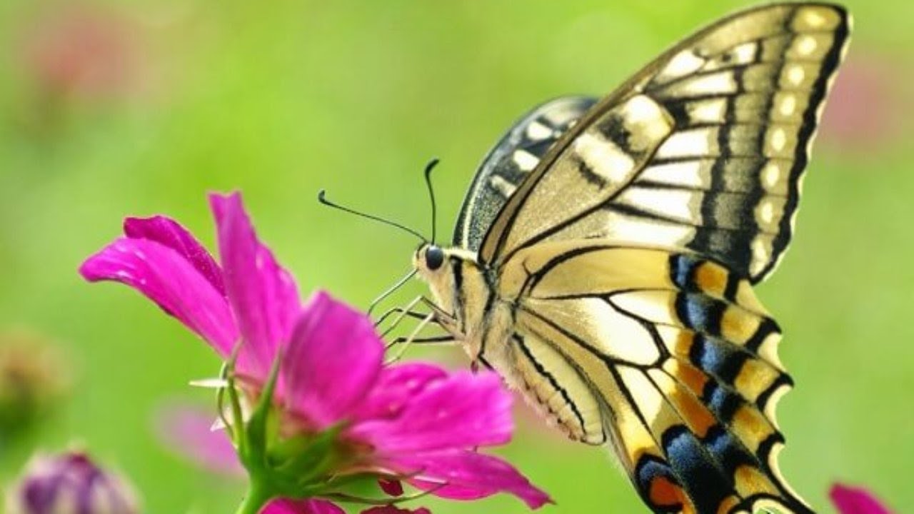 #Entérate | ¿Sabías qué? Las alas de las mariposas están formadas por ...