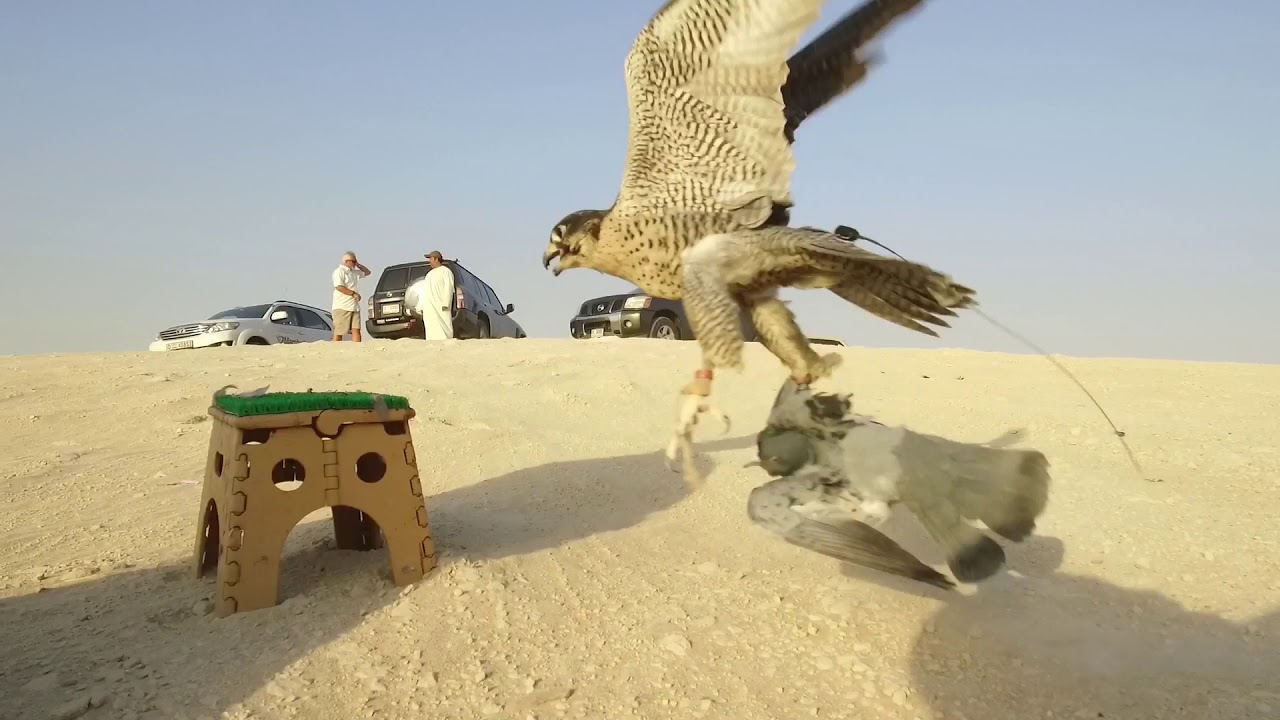 Falconry In Dubai 2017/2018 - YouTube