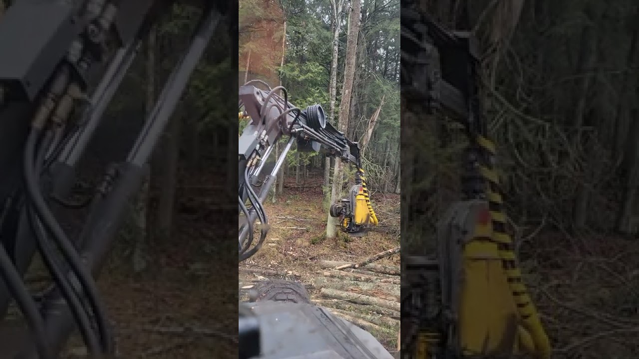 Harwood Logging in Michigan's Upper Peninsula! Ponsse Ergo HS16 getting ...