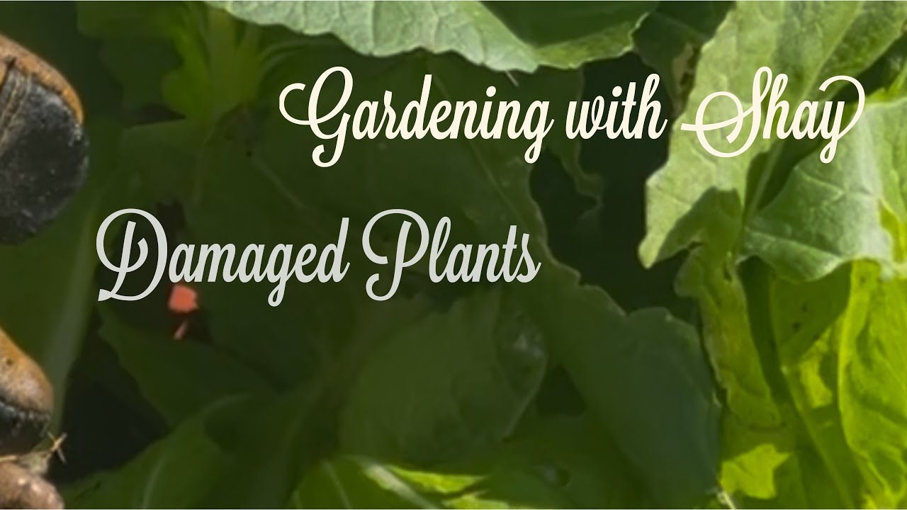 Damaged Plants #garden - YouTube