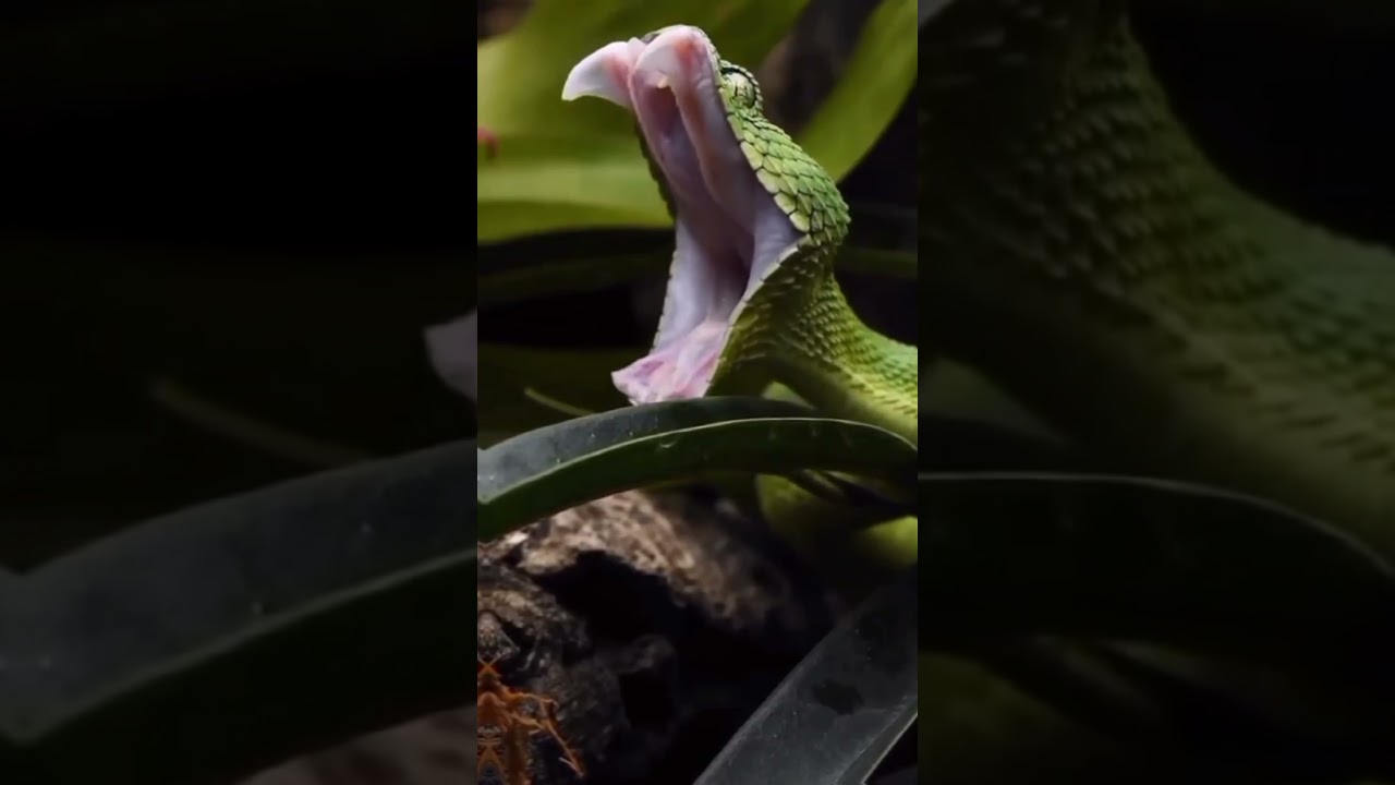 VAMPIRE SNAKE - YouTube