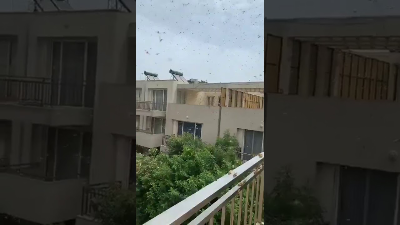 Desert Locust attack in new delhi- north india- india - YouTube