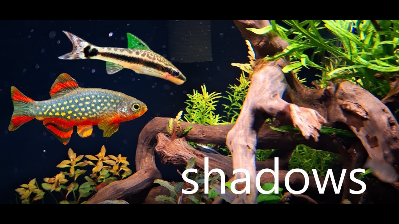 Pretty Aquarium shadows - YouTube