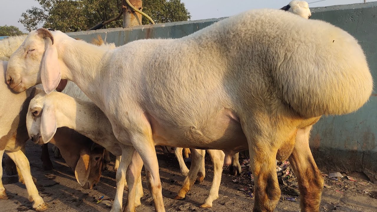 niyaj hakikat ke bakre Turkey dumba goat farm26/10/2023/9870046927# ...