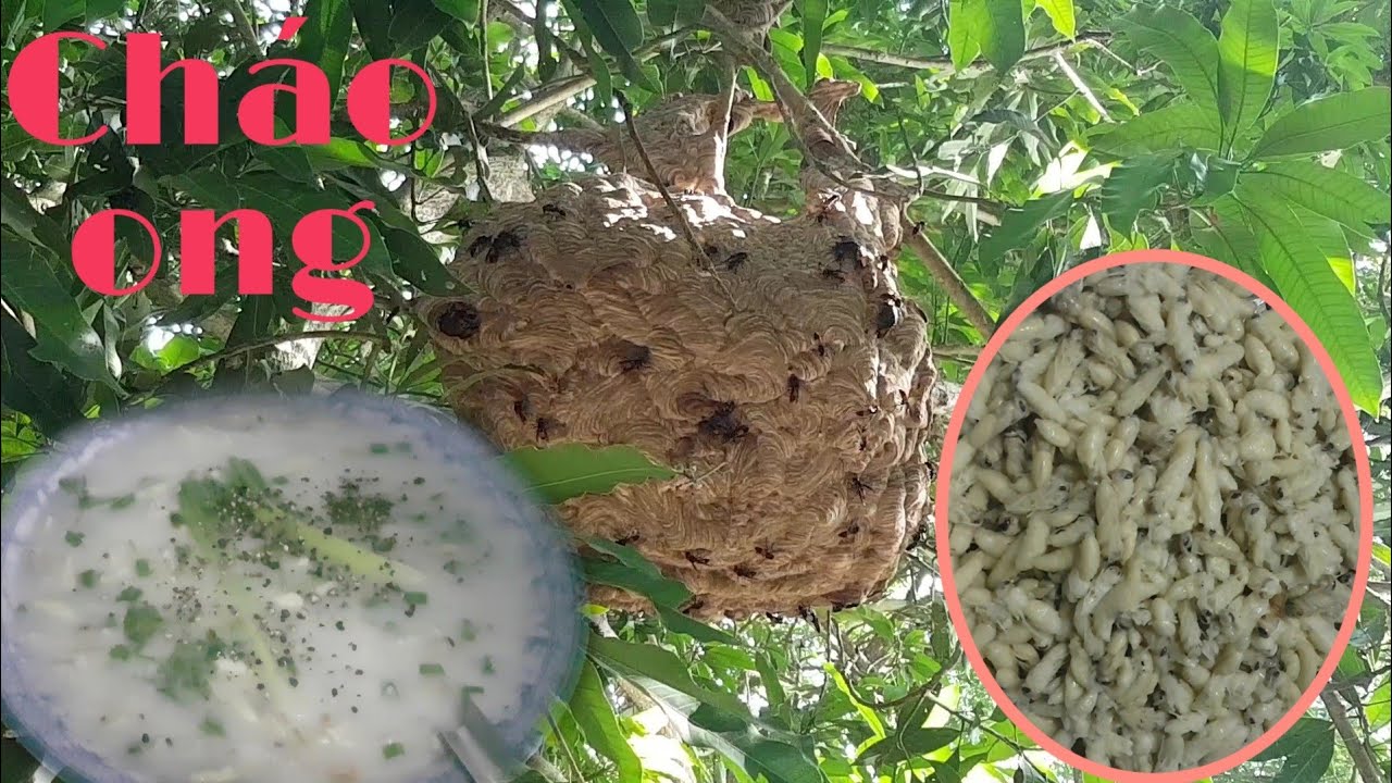 Cháo ong vò vẽ...mấy ai đã từng được ăn??? - YouTube