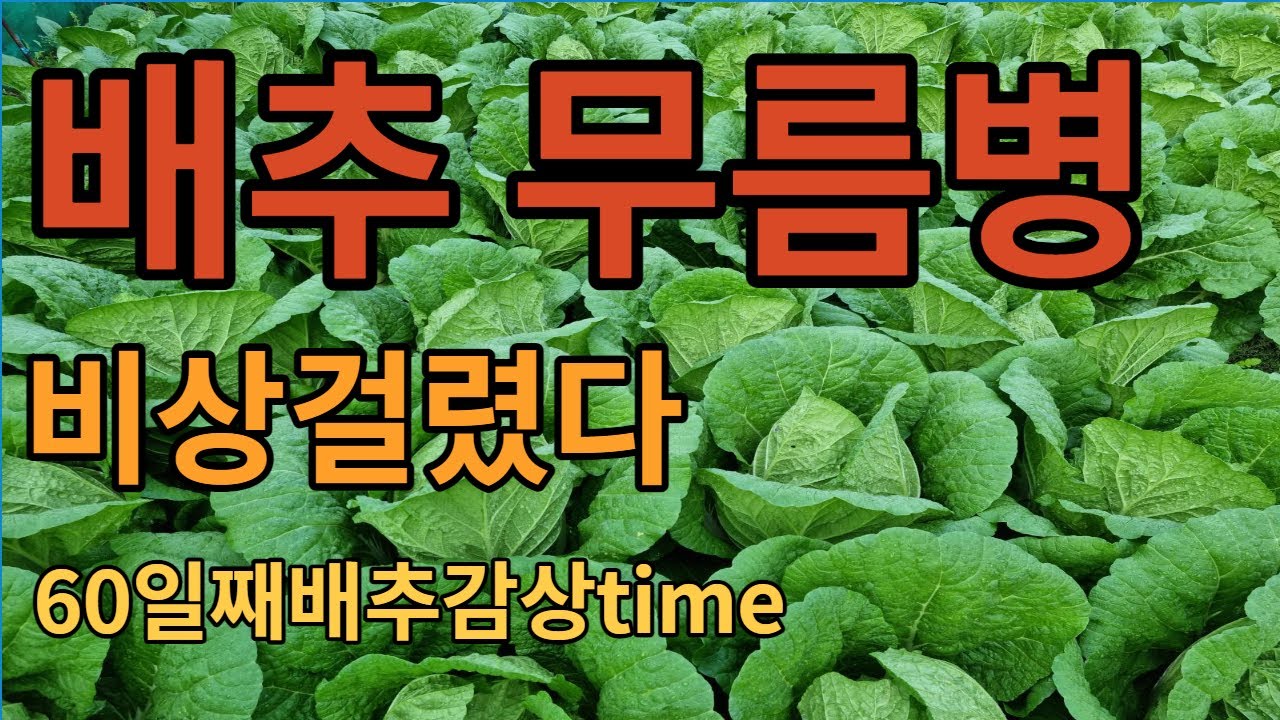 배추무름병 배추무름병방제 무름병방제 Youtube