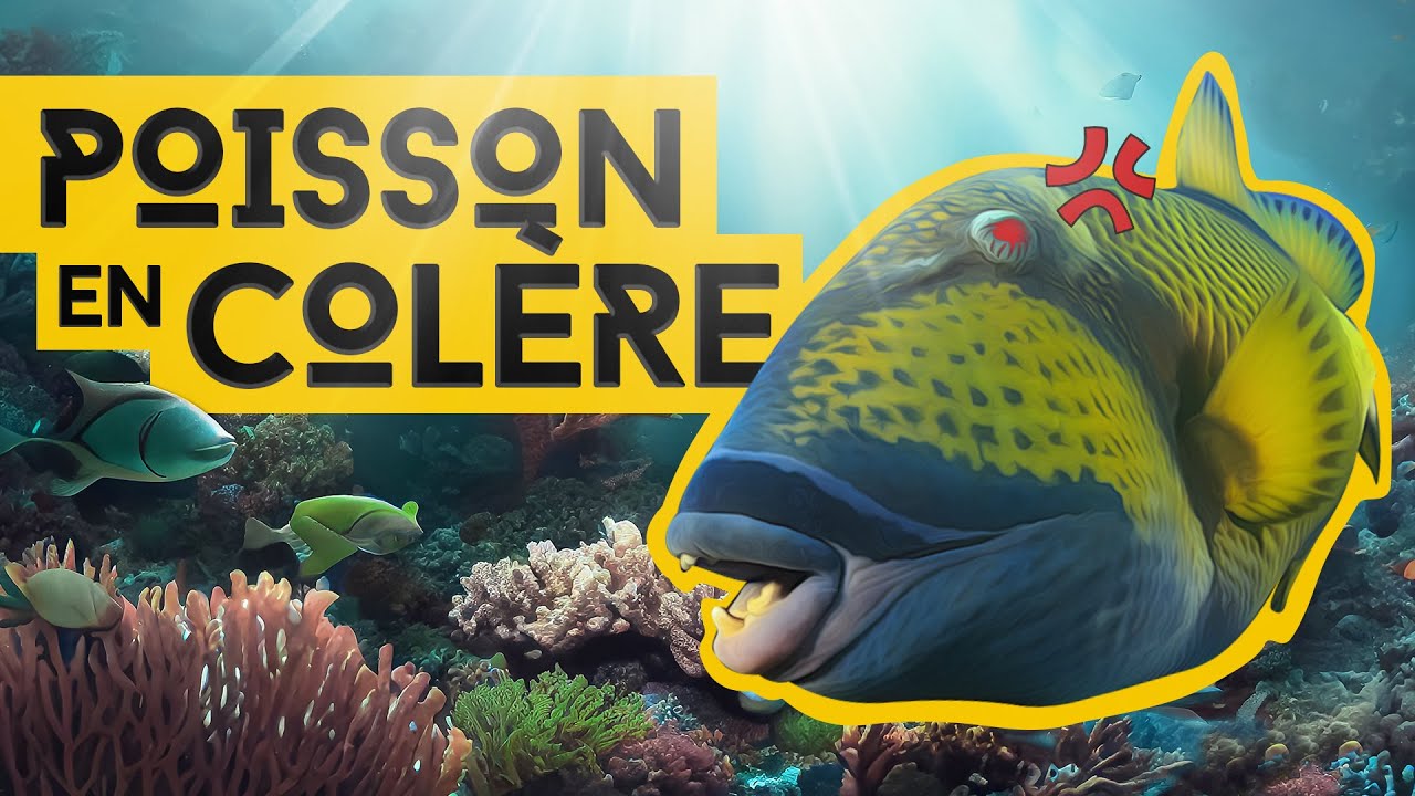 Baliste titan, comment plonger sans se faire mordre par ce poisson ...