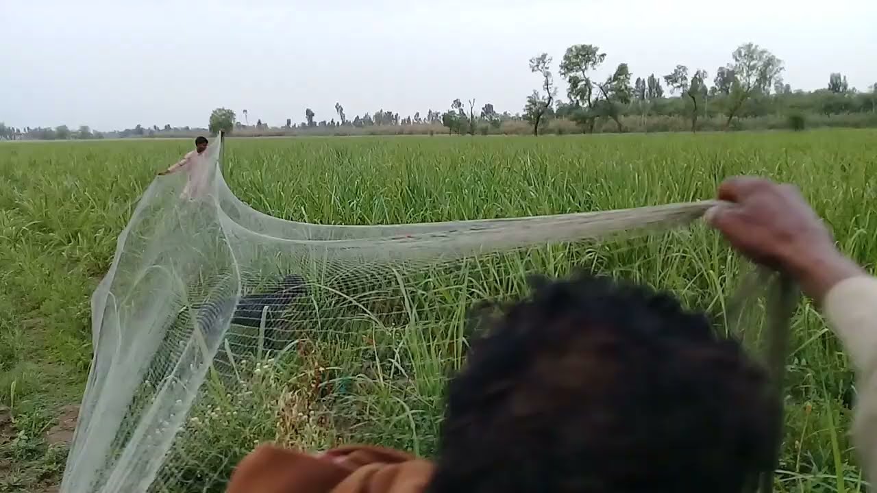 Quail hunting with Elsa and gunner ! Batair ka shikar jaal key sath ...