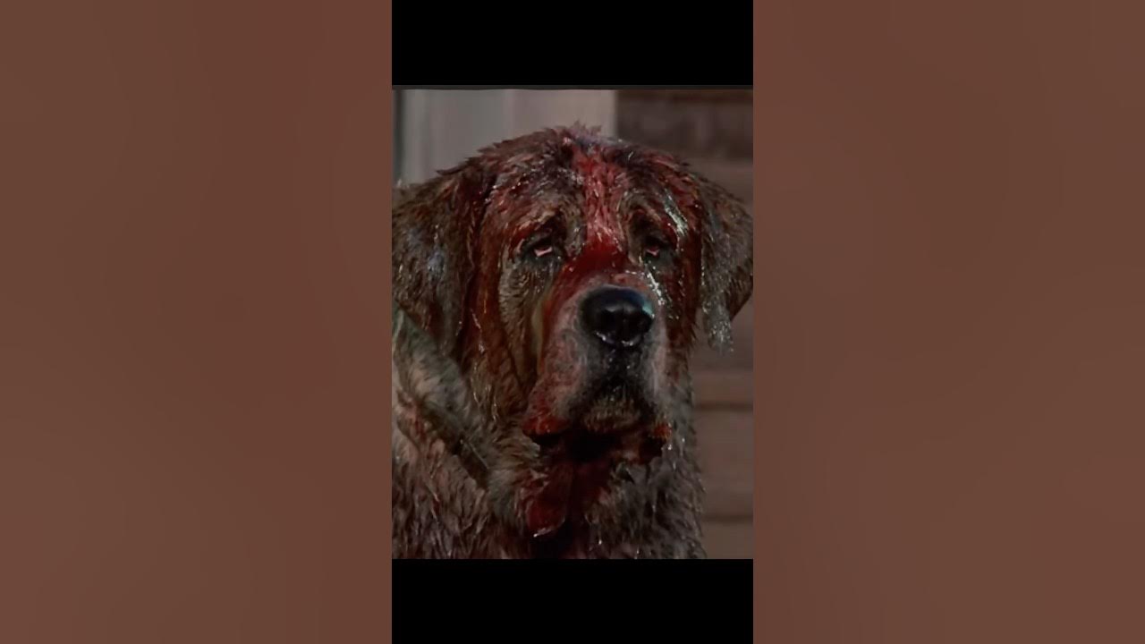 Cujo edit - YouTube