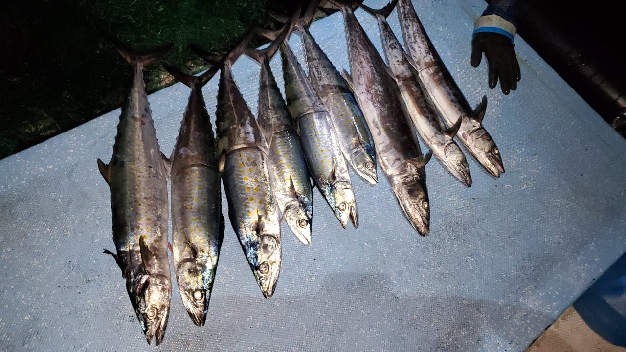 HERMOSAS CAPTURAS DE MACARELAS, en la pesca nocturna con redes - YouTube