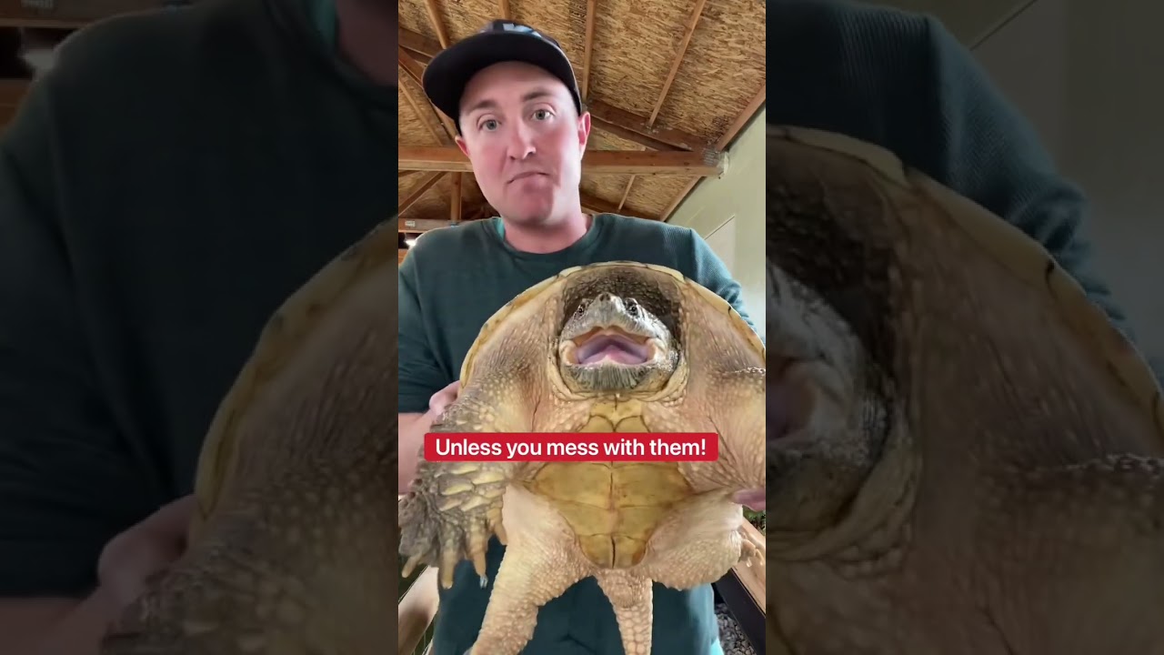 How I Clean The Snapping Turtle Pool!!!! 😱🐢🧼 #shorts #turtle - YouTube