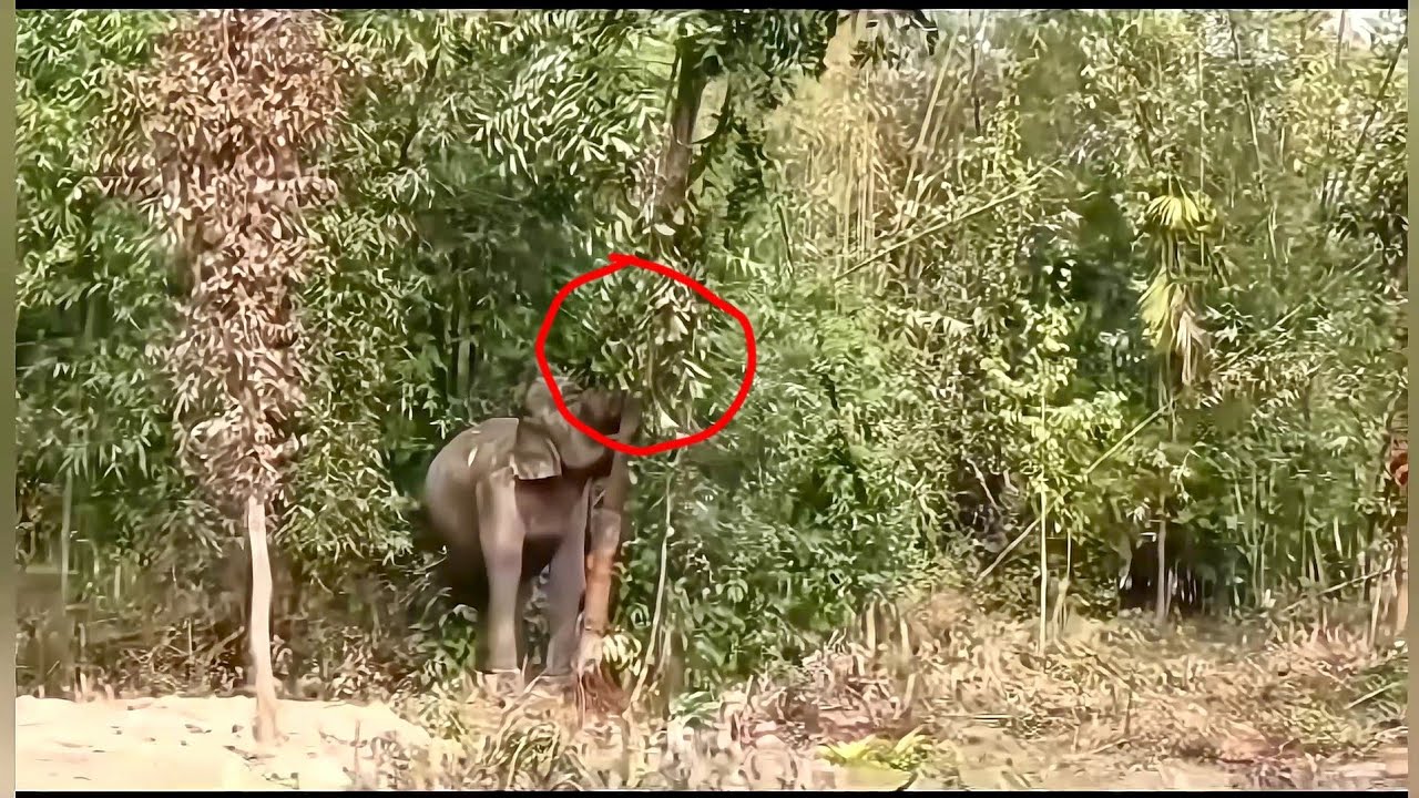 Elephant Knocks Down a Big Tree and Carries It Away! Incredible ...