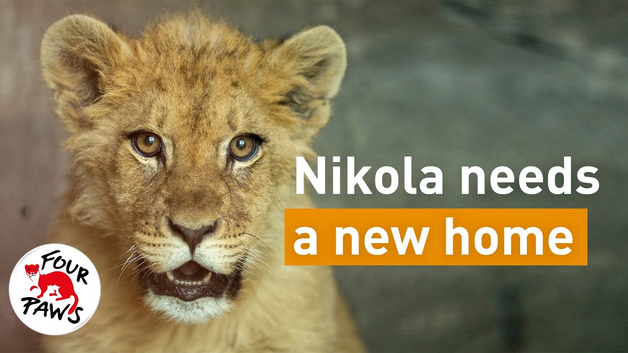 Lion cub Nikola is ready to start over - YouTube