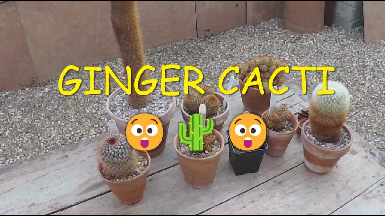 Ginger Cacti 🌵😲🌵 - YouTube