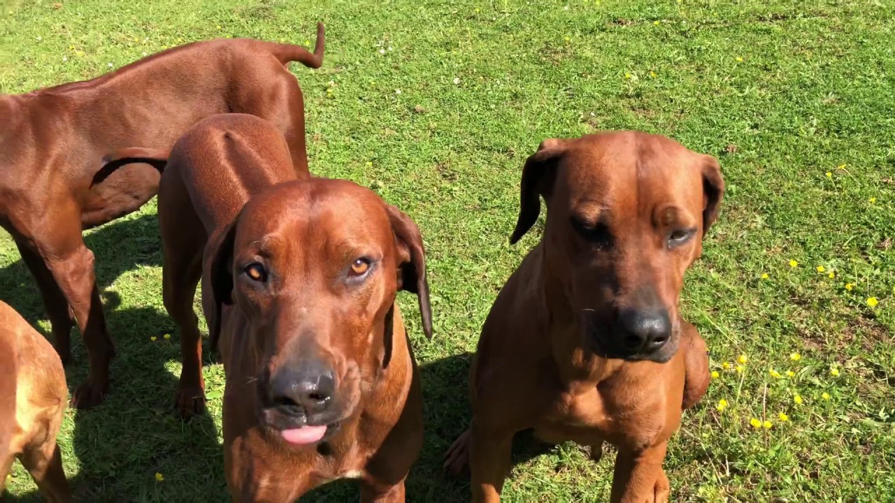 Zejak Rhodesian Ridgebacks - YouTube