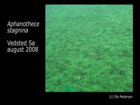 Blue-green algae - Aphanothece stagnina - YouTube