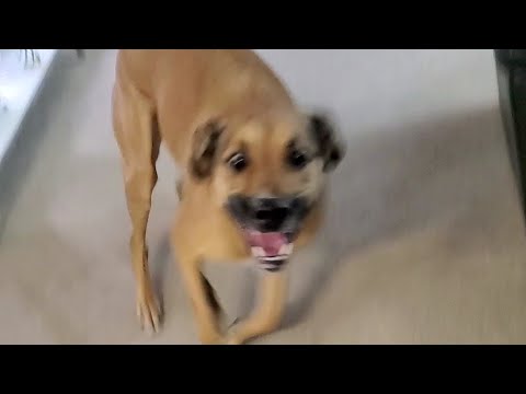 Taking laps with Emmett the dog - YouTube