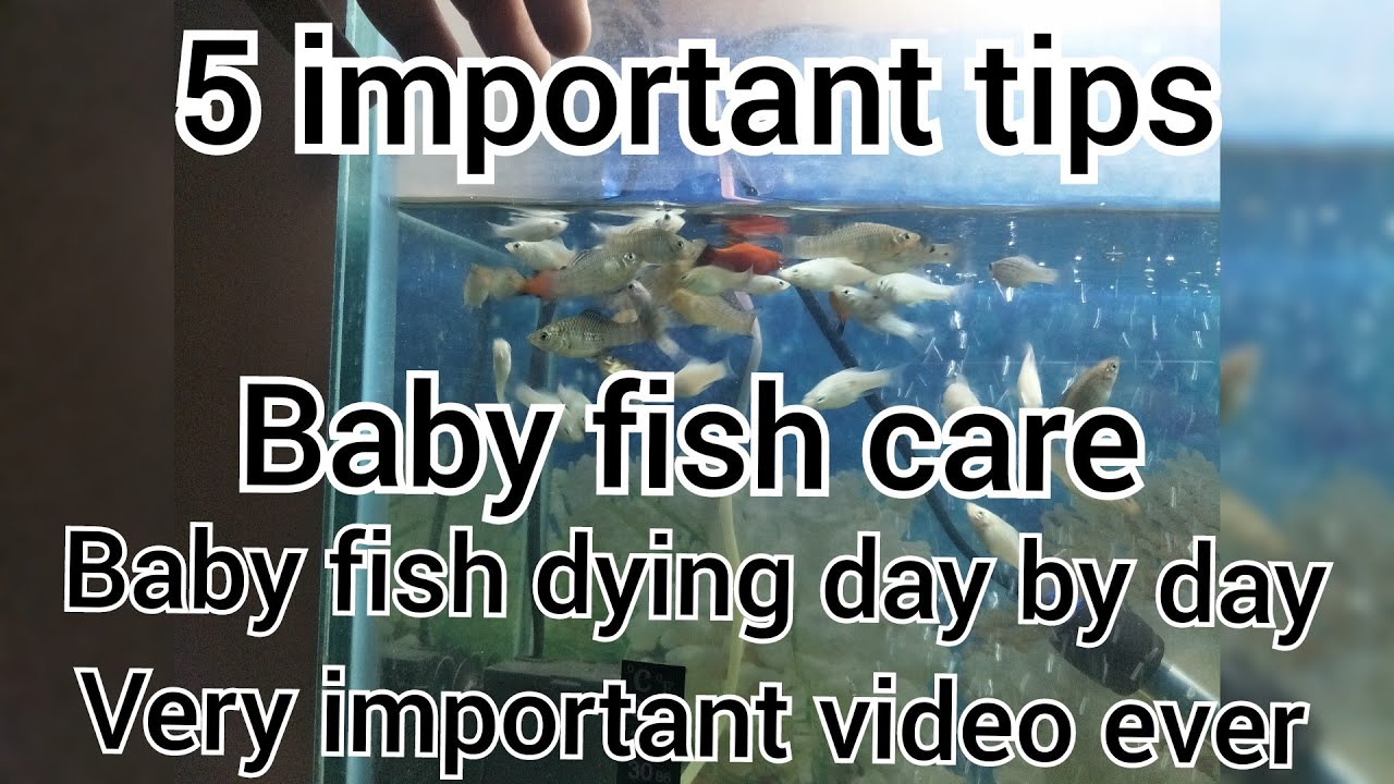 5 important tips how to care baby fish fry . Why baby fish are dying ...
