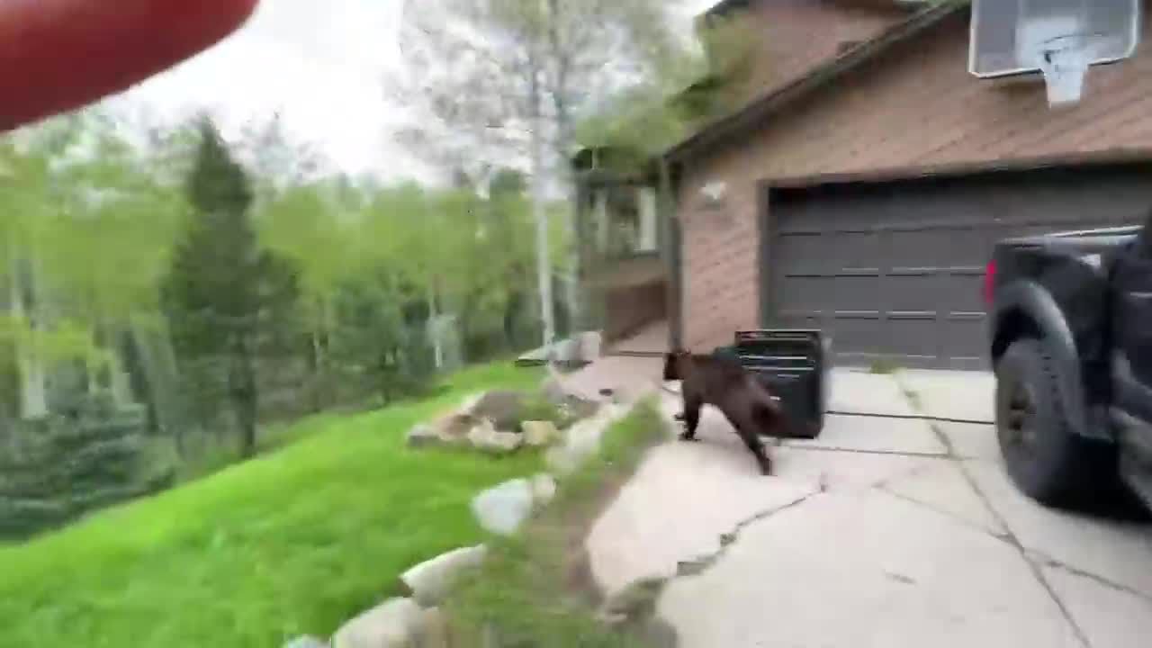 WATCH: Colorado park ranger frees bear from truck - YouTube