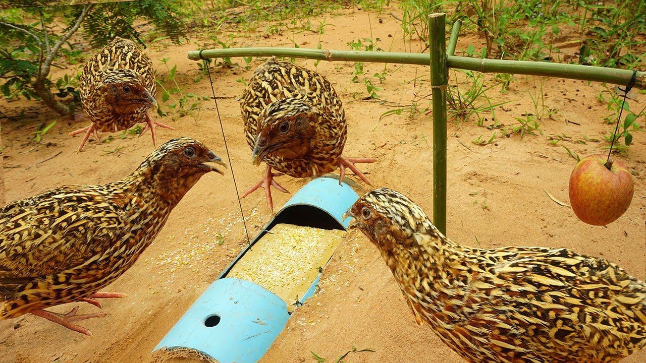 Simple Unique Quail Bird Trap Technology Make From PVC Pipe, Apple And ...
