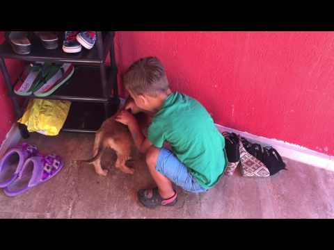 Puppy abused by child parents stand by and watch.