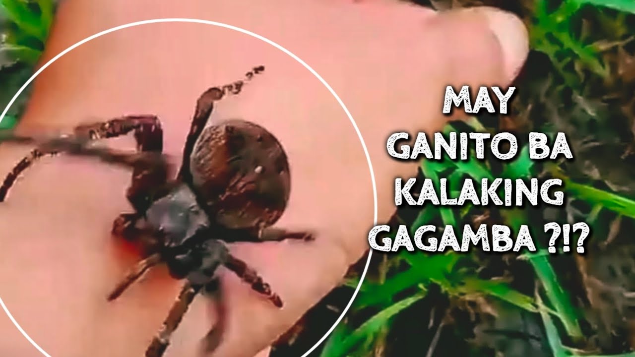 SAMPUNG GAGAMBANG HALIMAW !!! - YouTube