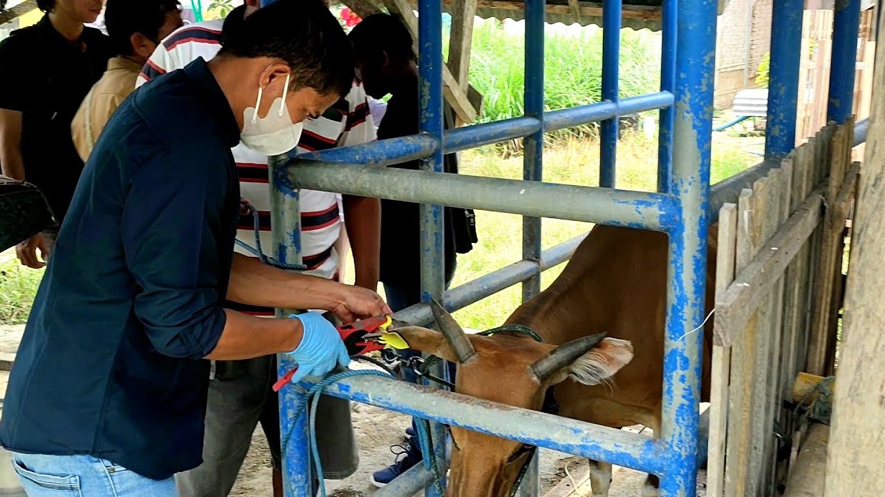 Begini Proses Pemasangan Eartag [Nomor Telinga Sapi] - YouTube