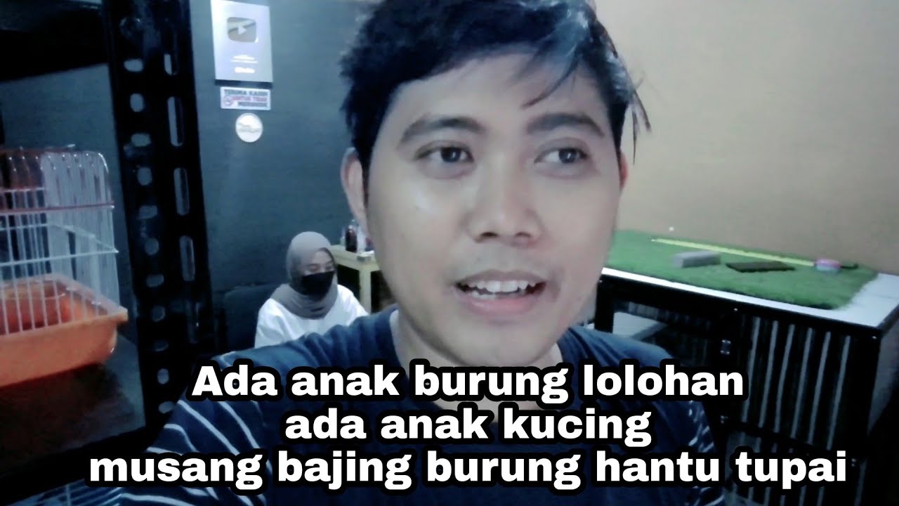 ada anakan burung ada musang bajing kelinci marmut anak kucing juga ada ...