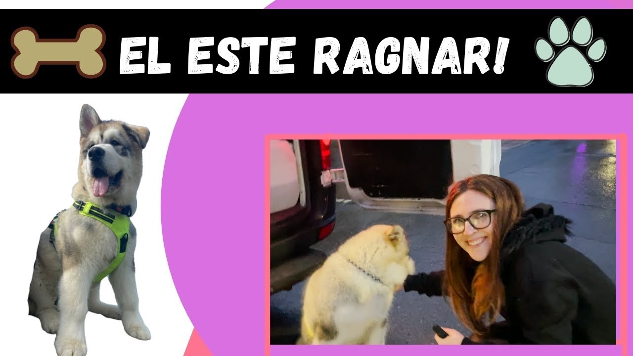 NE-AM LUAT CATEL ️ - PRIMELE DOUA ZILE ( In engleza ) - YouTube